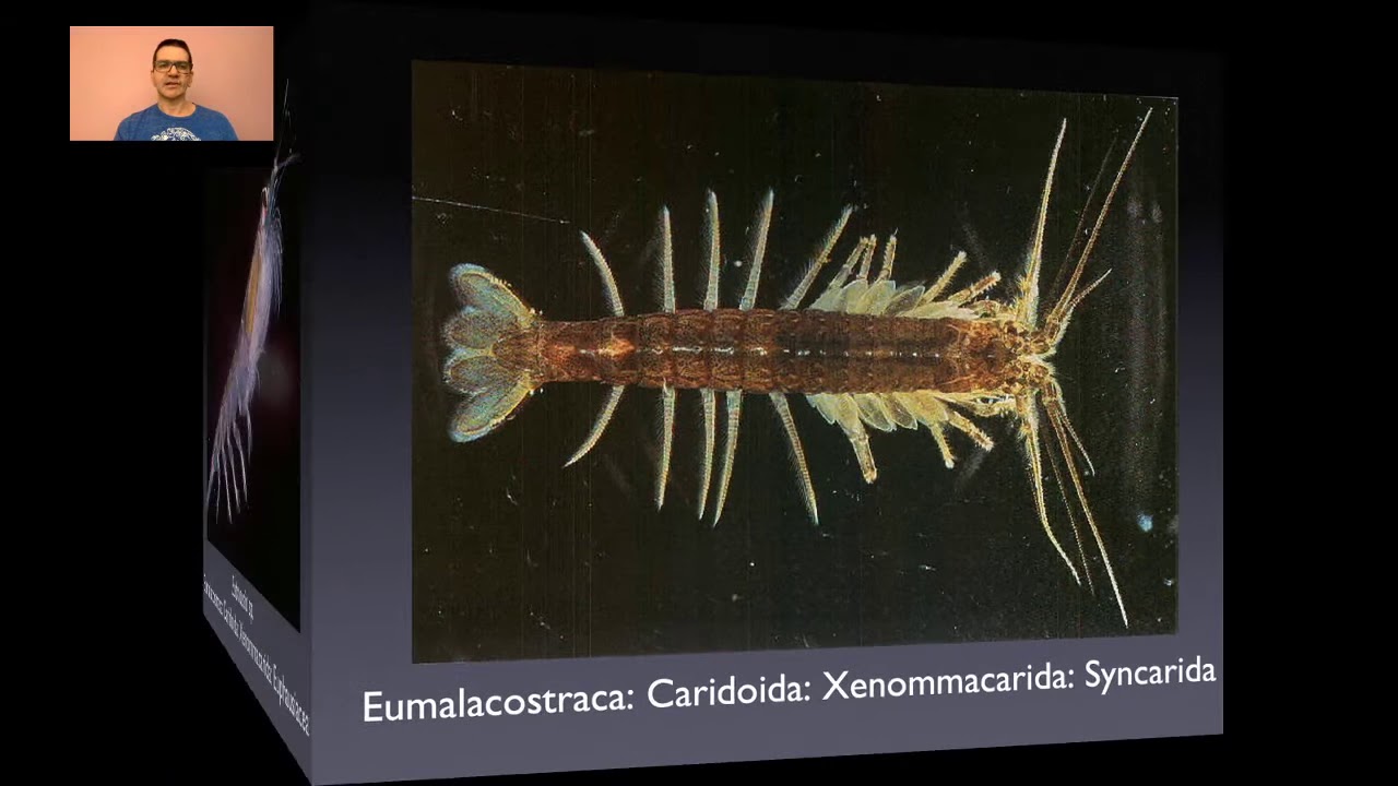 Crustacea II - YouTube
