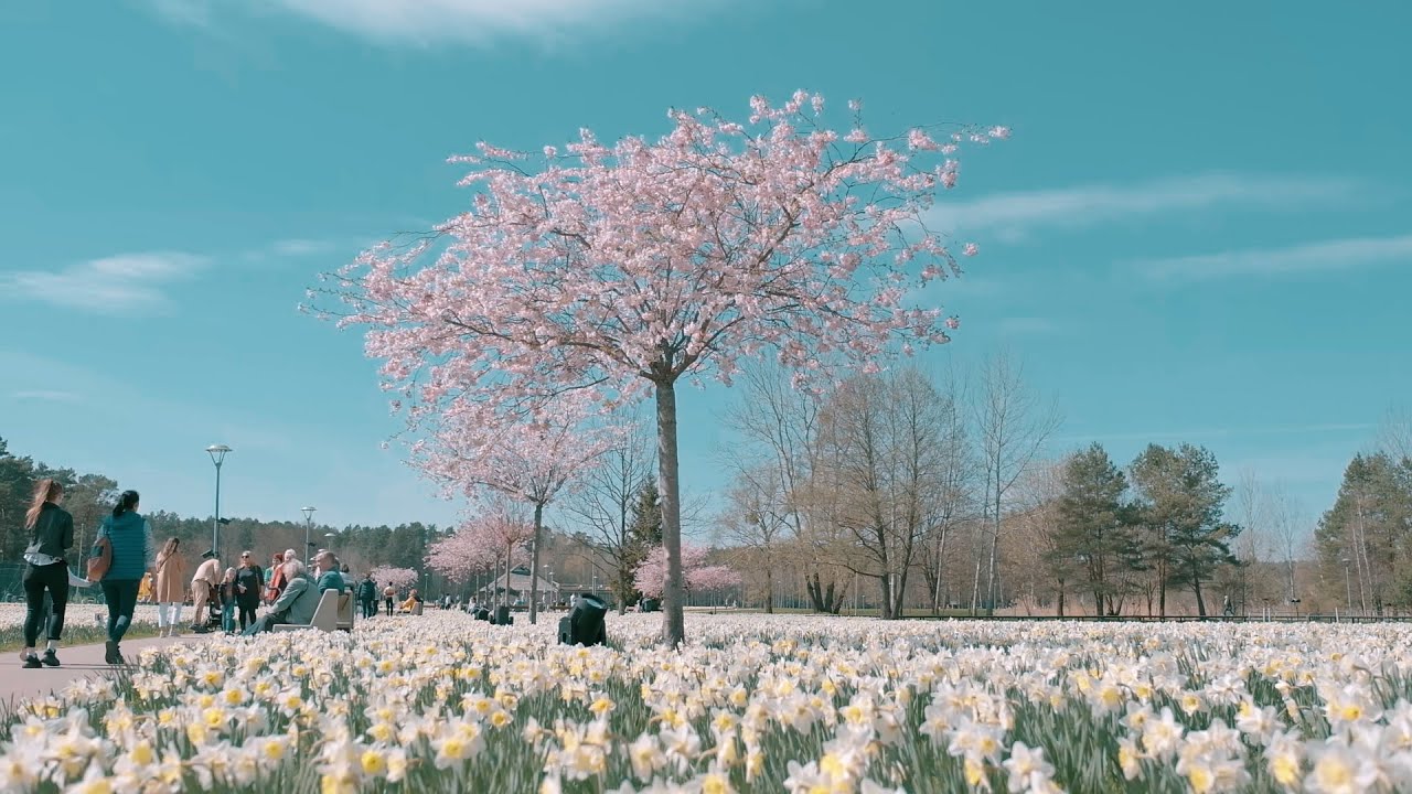 Narcizų šventė Druskininkuose (2023m.) - YouTube