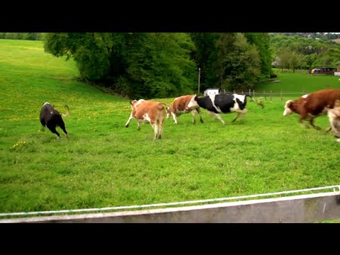 Cows Jump for Joy (Dubstep Remix) - YouTube