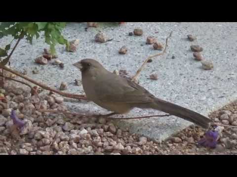 Abert's Towhee, Birds of Arizona, USA - YouTube