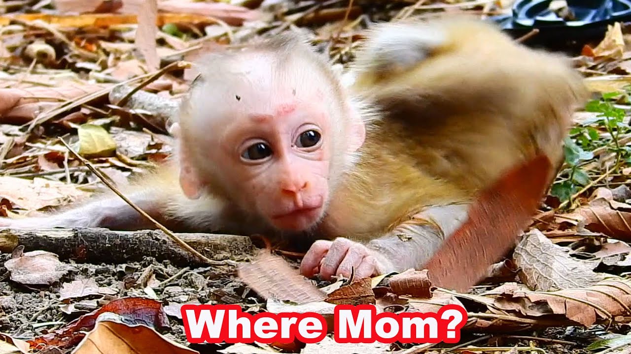 Where mom? Cute bb Lucie groaning call mom, but Angela heard and run ...