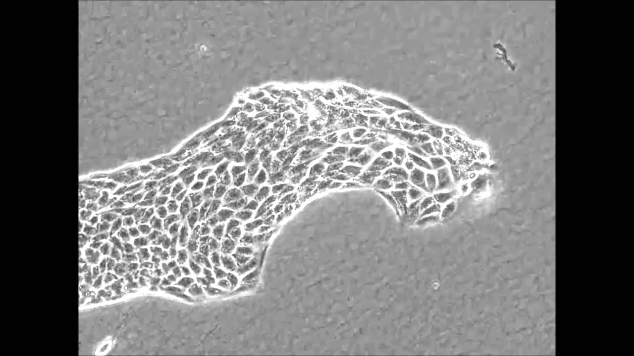 Scientific Reports : Leader cells regulate collective cell migration ...