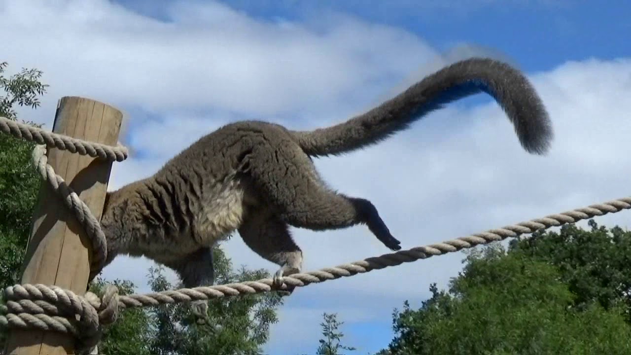 Wild Place Project, Bristol - YouTube