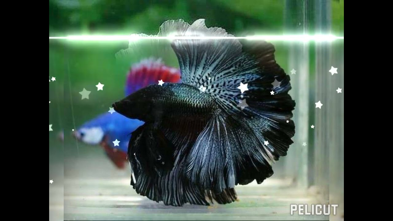 Rose tail Betta fish collection - YouTube