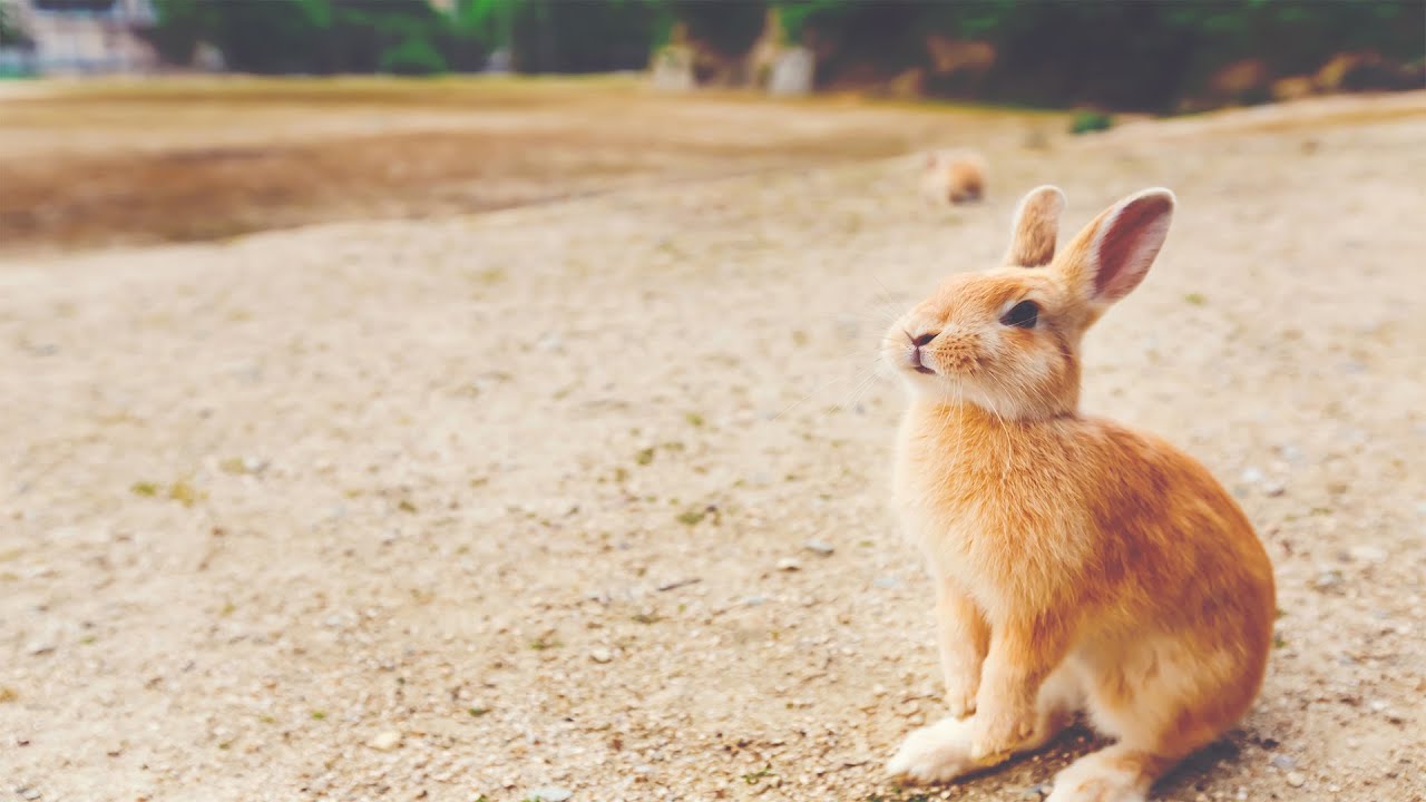 Cute Baby Rabbit Chilling With Pigs | Farm Life with Peter Baeten - YouTube