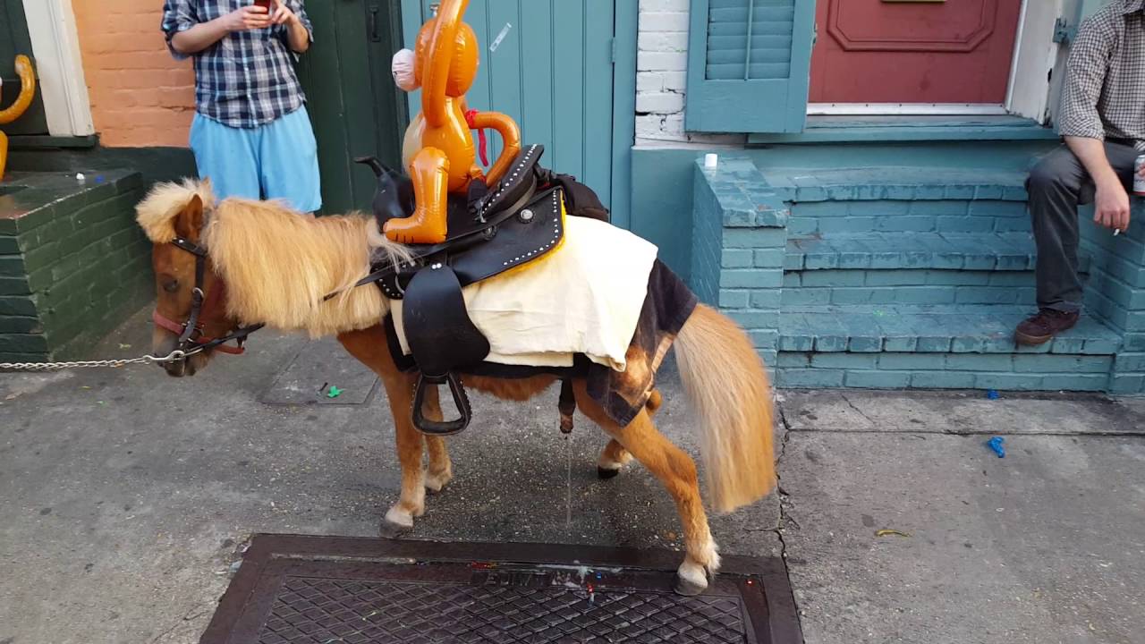 MONKEY RIDING A DONKEY whilst urinating on Bourbon Street, New Orleans ...