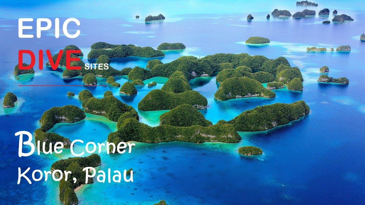 INTOXICATING SCUBA @ BLUE CORNER, PALAU | 2019 EPIC DIVE SITES - YouTube