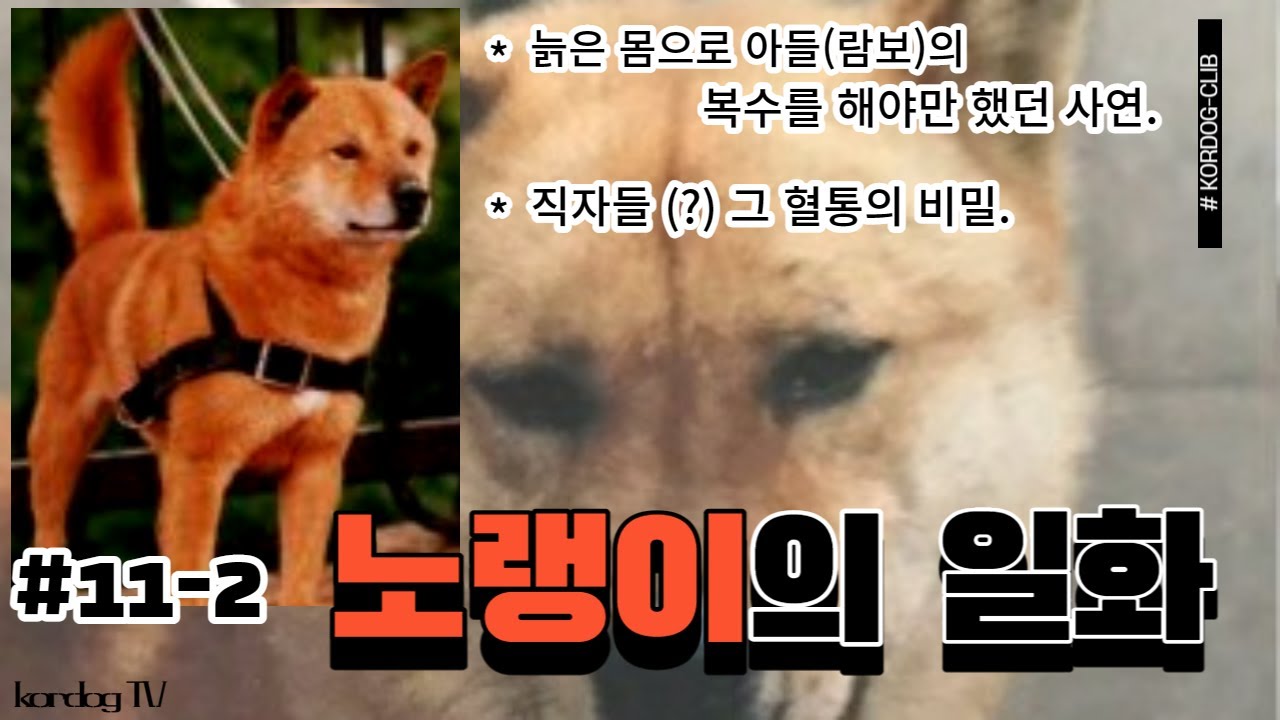 [kordog TV] Korean Jindo dog. #11-2 진돗개 명견 이야기:(강화)노랭이에 관하여(2 ...