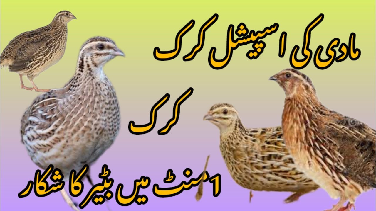 Female batair volume 35 || 2023 new video kirk madi batair - YouTube