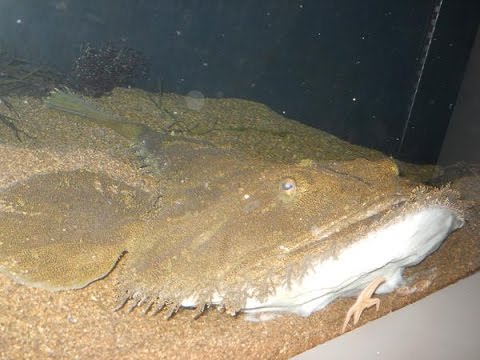 Aquarium For Kids " Goosefish " - YouTube