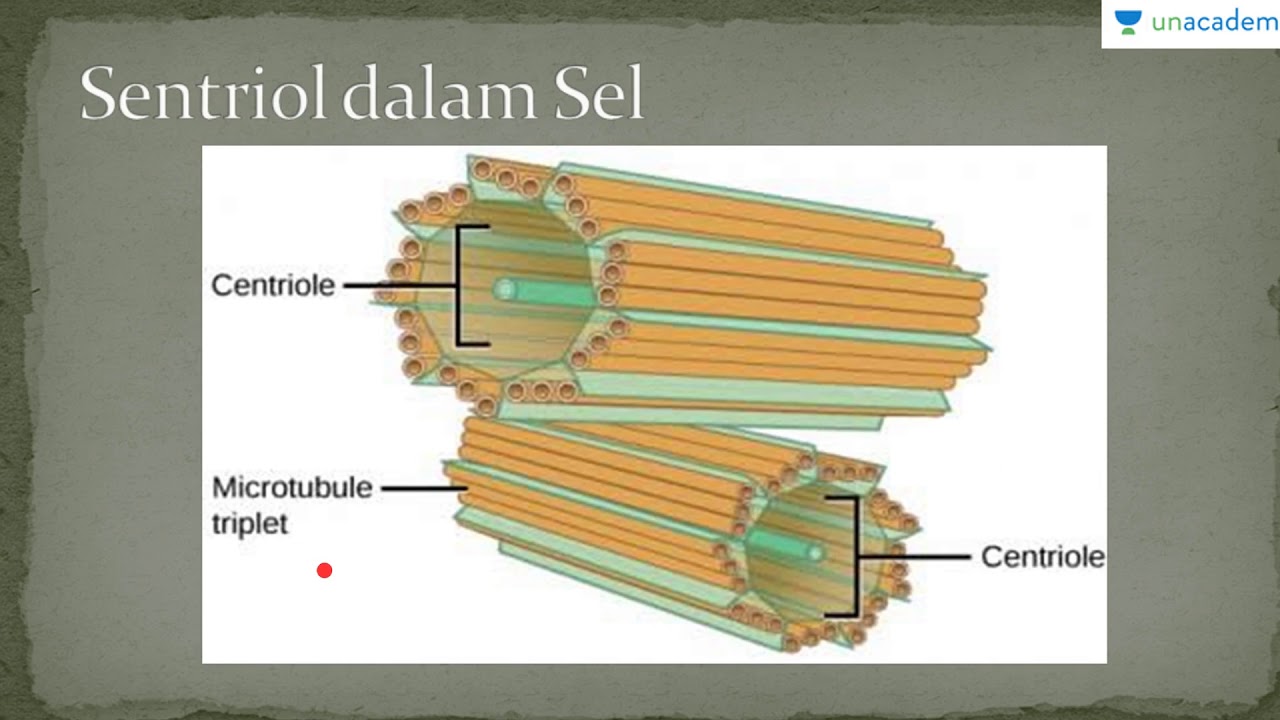 Struktur Dan Fungsi Utama Sentriol Biologi Lengkap Sa - vrogue.co