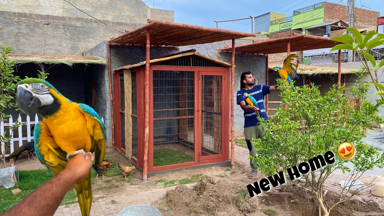 Macaw Parrot Ko New Home Main Shift kr Diya😍 - YouTube