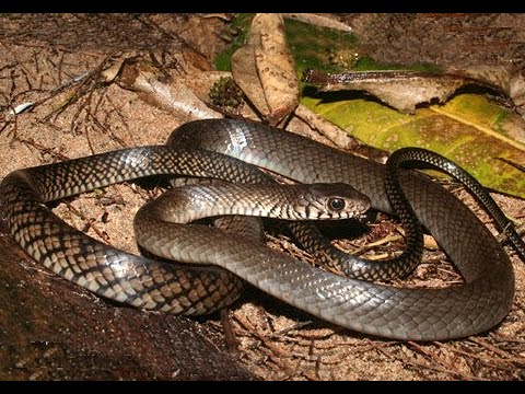 Incredible love of snake ! king cobra intimate with female cobra in ...