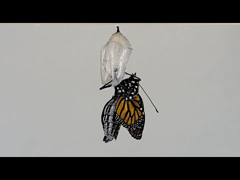 Monarch Metamorphosis (time lapse)