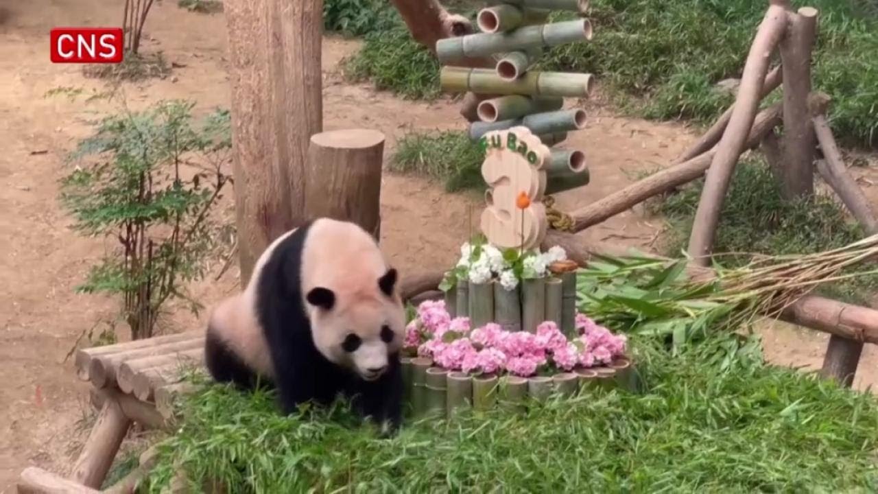 Giant panda Fu Bao celebrates 3rd birthday in South Korea - YouTube