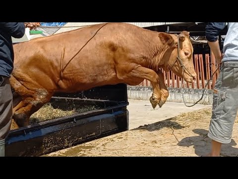 SAPI GALAK DI TURUNKAN DARI TRUK MBOIS...‼️🔥🔥🔥 - YouTube