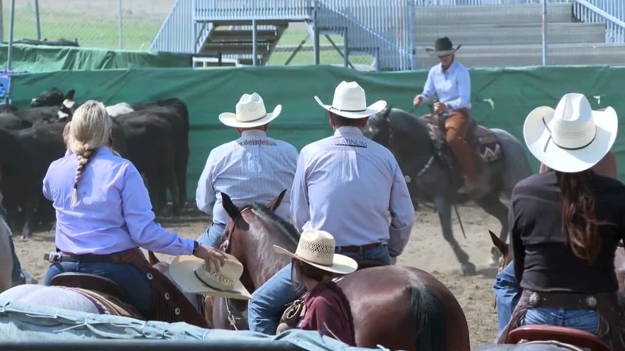 This horse contest shows off working horse skills at managing a herd of ...