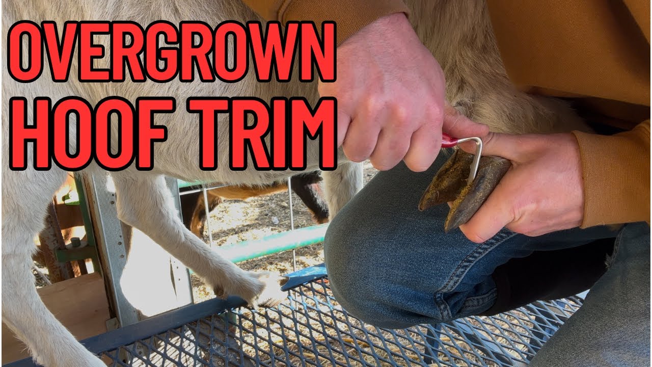Goat Hoof Trimming | Restoring Overgrown Hooves - YouTube