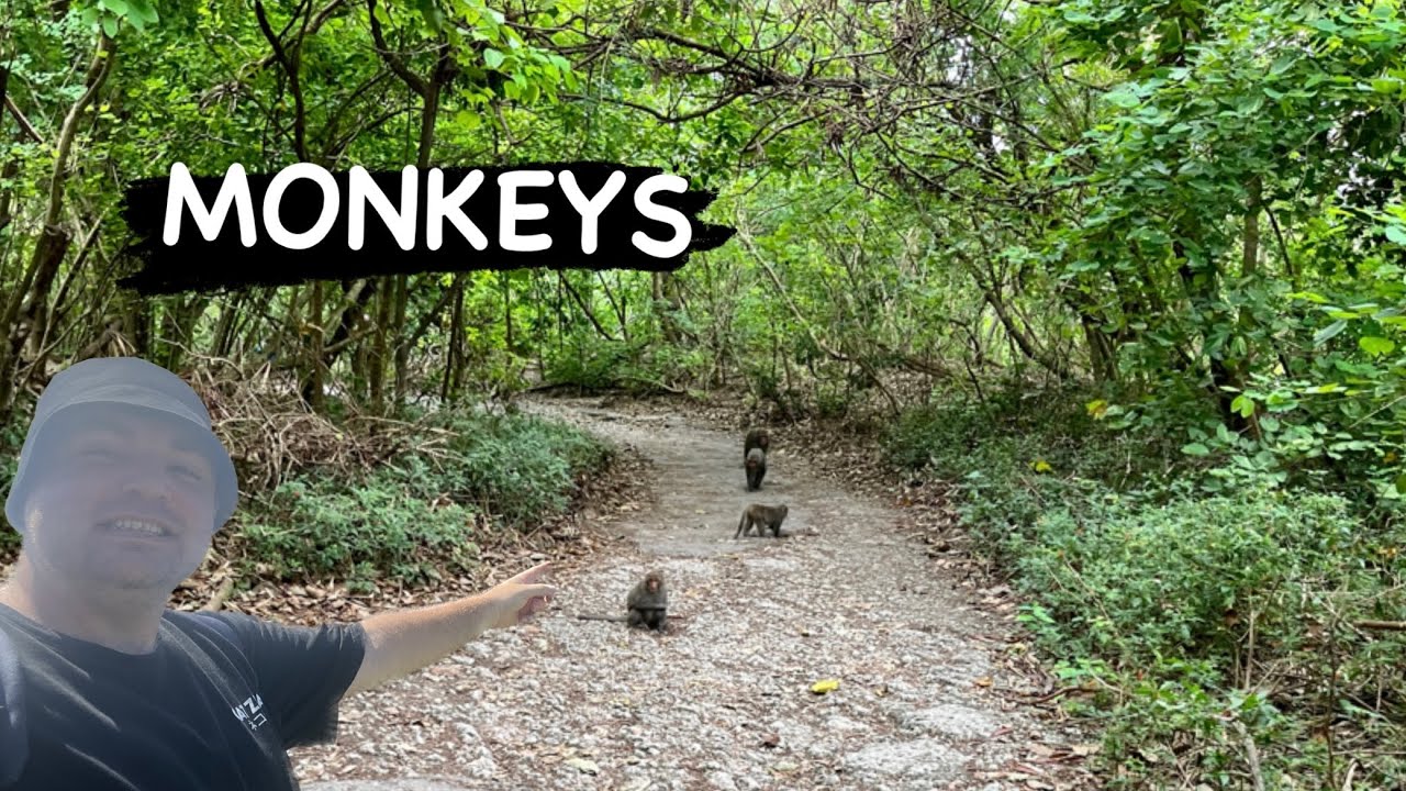 MONKEYS MONKEYS MONKEYS! 48 HOURS in Kaohsiung, Day 2 - YouTube