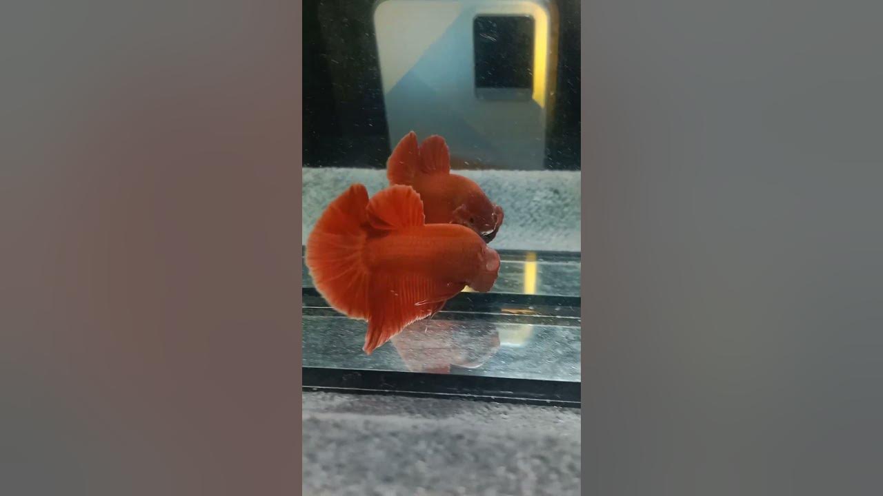 sedang lelang di ig #fypyoutube #betta #bettafishuae #fyp - YouTube