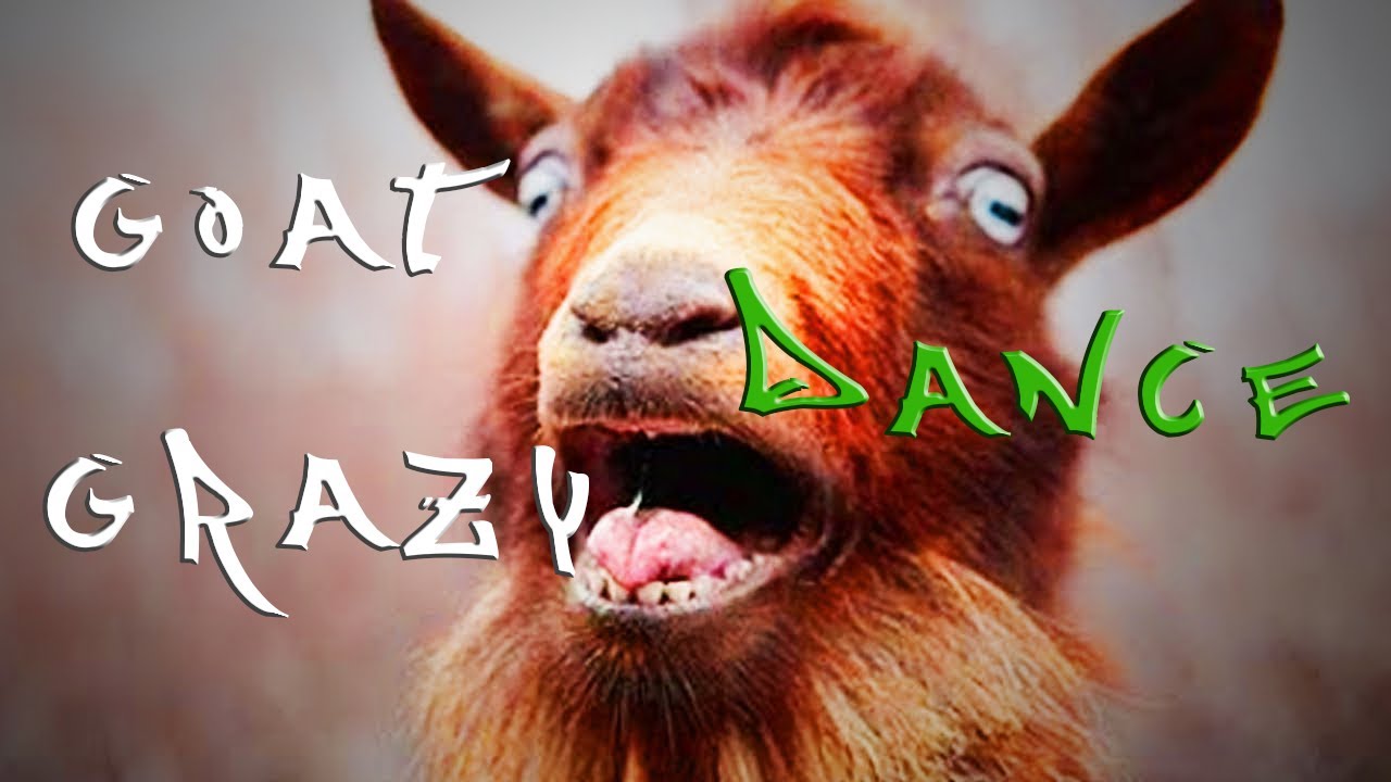 Grazy Goat Dance - YouTube