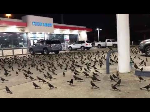 Something big is about to happen in Houston again? Thousands of birds ...