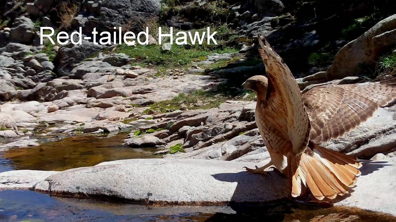 Red-tailed Hawk Drinking - YouTube