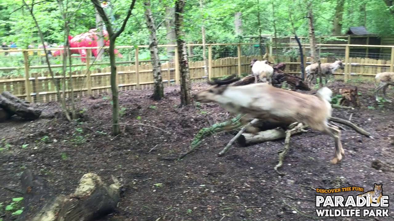 Our New Reindeer Enclosure - YouTube