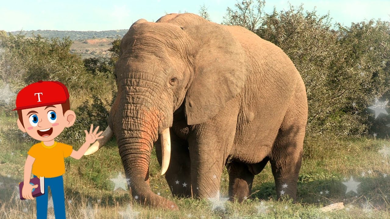 The Elephant ** Discover with Toby! - YouTube