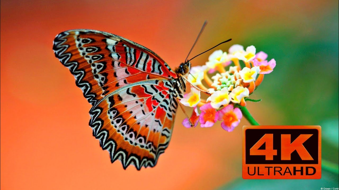 4k Ultra HD Butterfly Video🎥। Butterfly Collection 🦋। 4k Nature🖼️। 4k ...