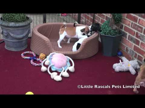 Little Rascals 3/4 Pug Puppies - YouTube