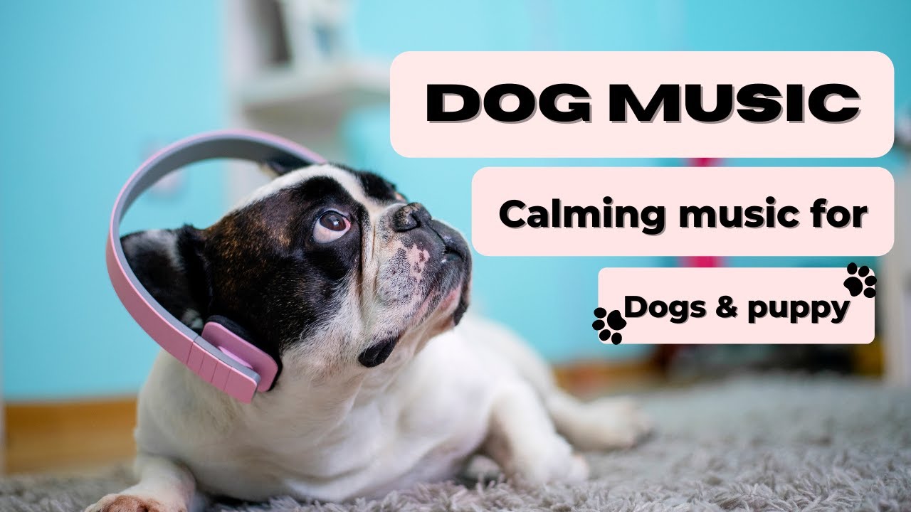 Dog music experience calming music for dogs - YouTube