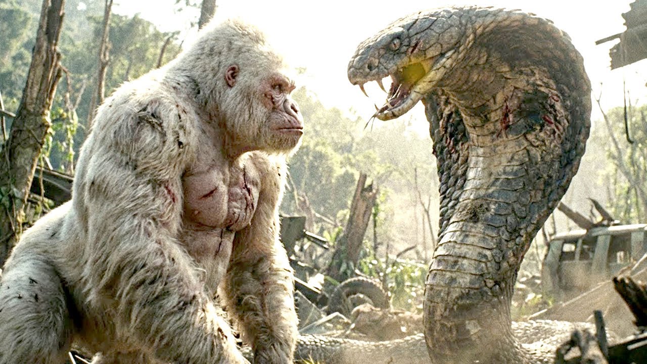 WHITE KONG vs KING COBRA | Apex Predator Battle - YouTube