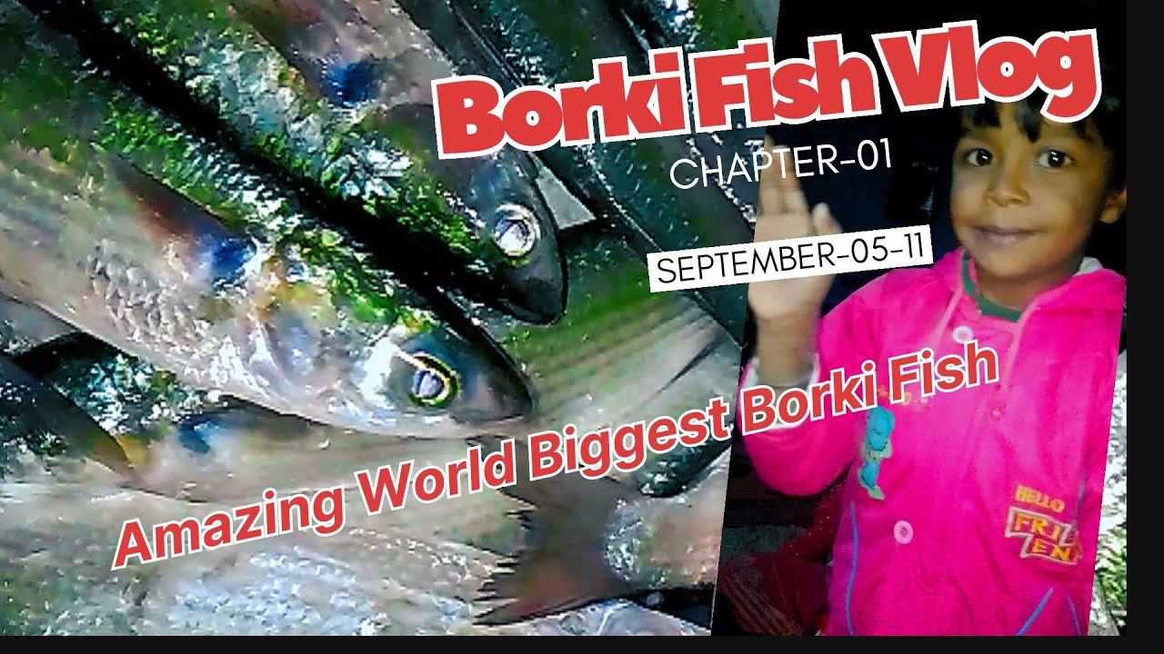 Amazing World Biggest Borki Fish Fishing!🐠🐠🐟 "! River Fishing Video! 🐠🐠 ...