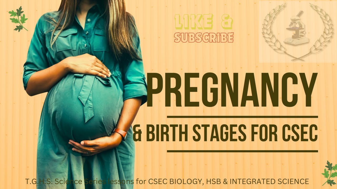 Stages of Pregnancy and Natural Birth Process - YouTube
