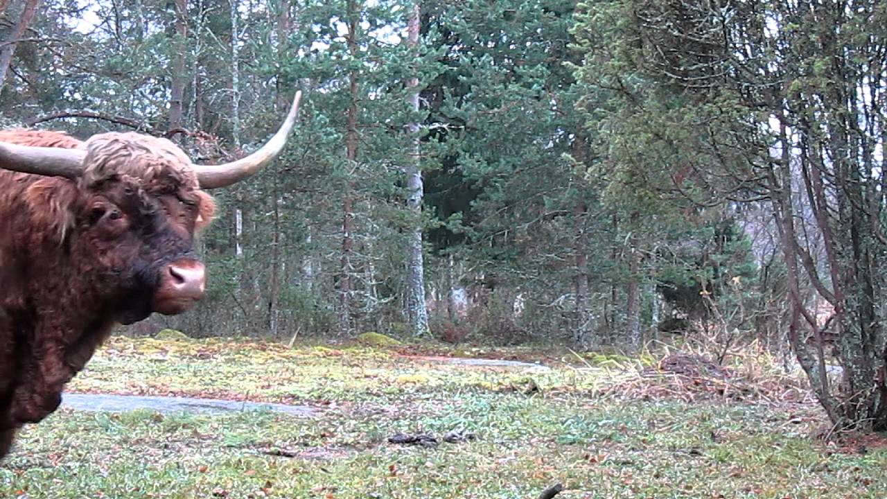 Ylämaankarjaa / Highland cattle / Luvia, Finland, /22.11.2011 - YouTube
