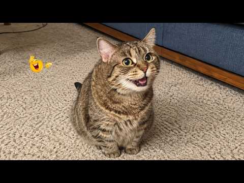 Best Cat Moments 🐈 | TRY NOT TO LAUGH – FUNNY Cat FAILS Compilation 😹😂