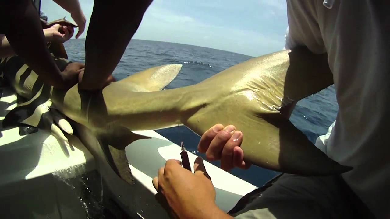 Taking Blood from A Shark - YouTube