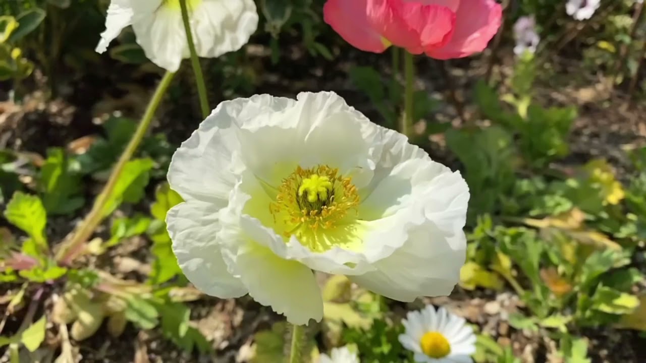 WHITE FLOWER LOOP BACKGROUND/ Motion Background for Powerpoint ...