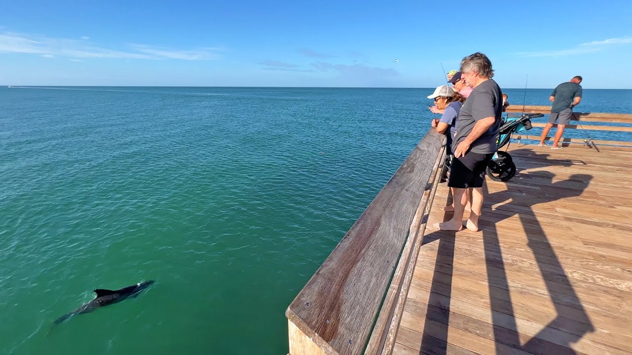 A Thursday Morning Walk and Dolphin Sighting on the Naples Pier 10.21. ...