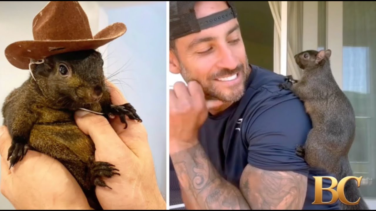 Peanut the Squirrel’s Owners Seek $10M Over Death of ‘Irreplaceable ...