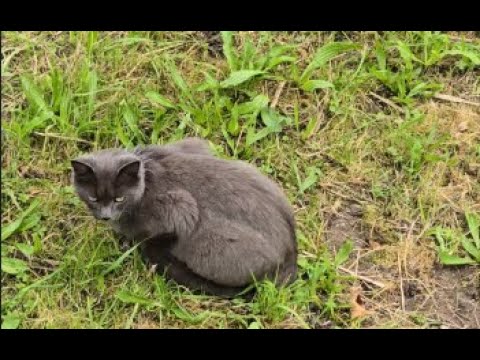 How to approach a cat that doesn't know you - YouTube