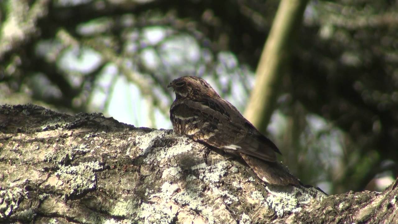 Atajacaminos chico (Caprimulgus parvulus) - YouTube