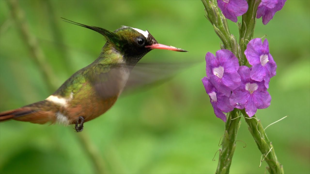 The White crested Coquette - YouTube