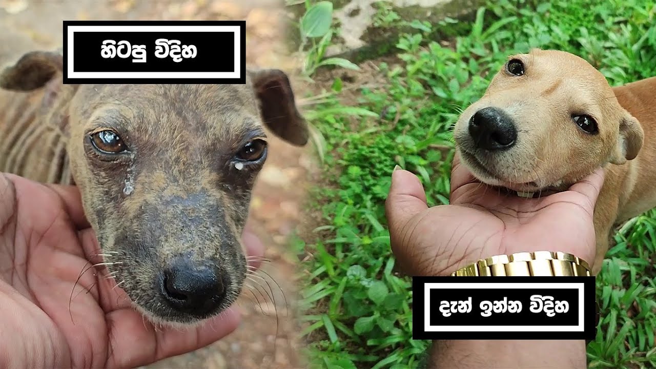 හැමෝම අප්‍රසන්න විදිහට බලපු අහිංසක බව් පැටියාගේ ජීවිතේ සම්පුර්ණ වෙනස් ...