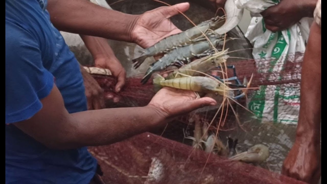 Prawn/Shrimp,Bagda chingri mach/Catch in the Pond/PRAWN CATCHING FISH ...