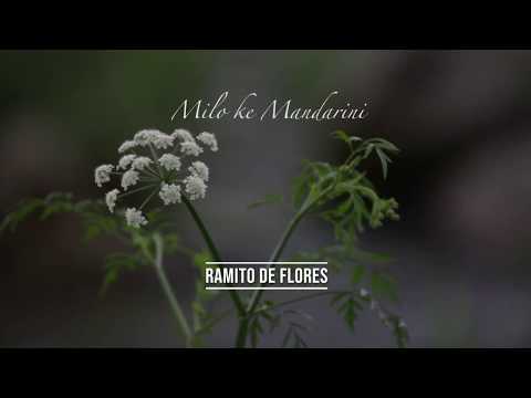 Milo ke Mandarini - Ramito de flores
