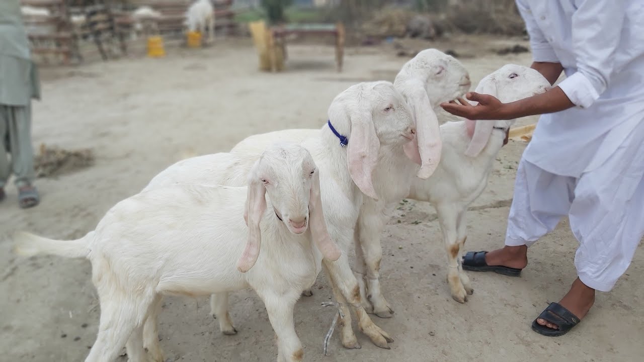 Goat mandi 2020 rajan puri goat farming 03314739700 - YouTube