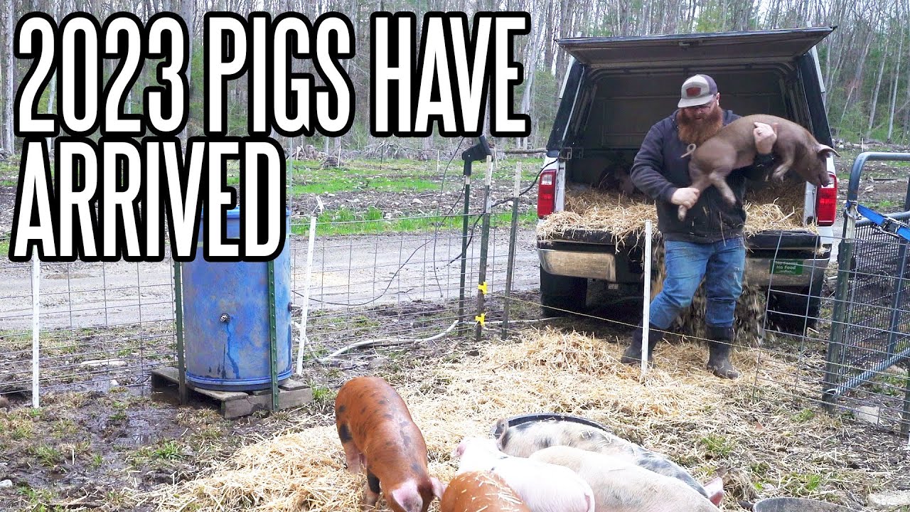 Using My Truck As A Livestock Trailer For Our New Pigs - YouTube