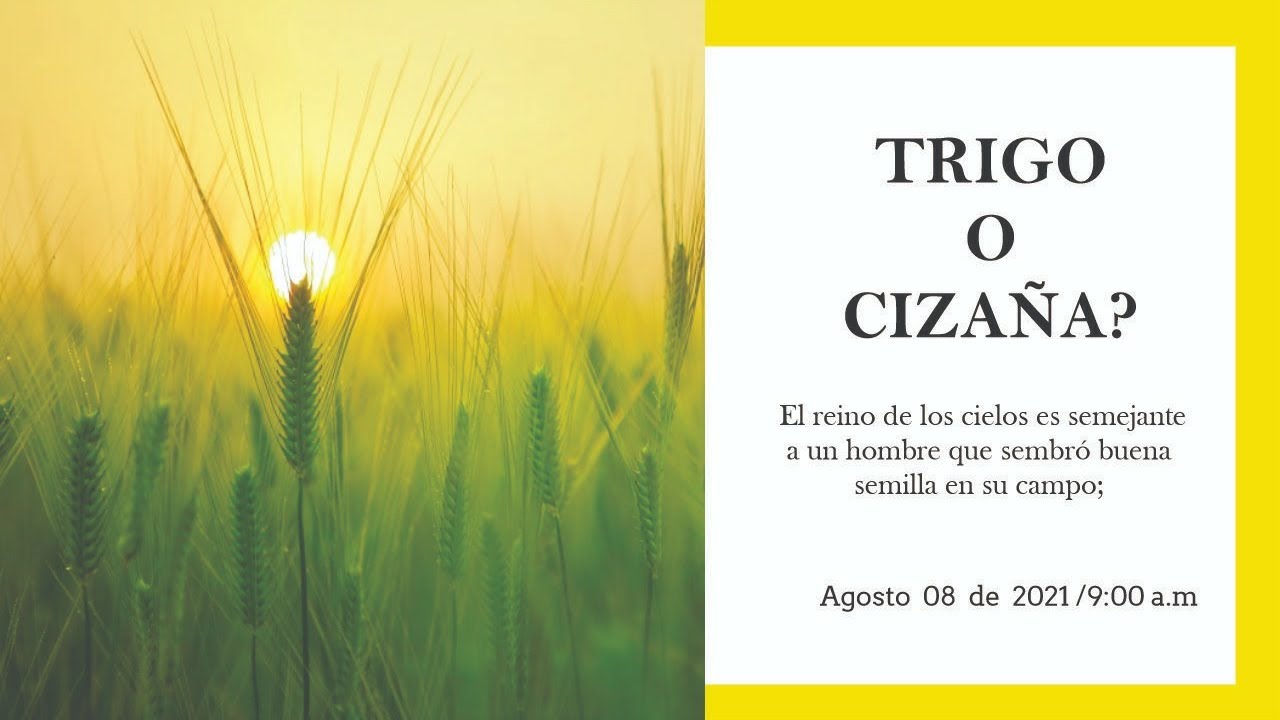 Eres trigo o cizaña? - YouTube